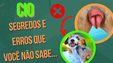 Quando A Cadela Entra No Cio Sangramento Na Gata No Cio Como Evitar