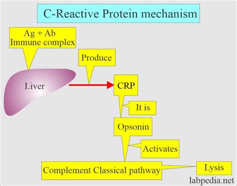 C Reactive Protein Crp High Sensitivity C Reactive Protein Hs Crp