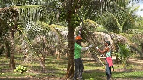 Cultura de coco anão em Linhares ES T1E18 Agro Business YouTube