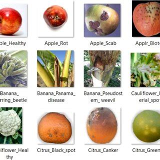 Inception V Cnn Model To Detect Plant Multi Product Diseases And
