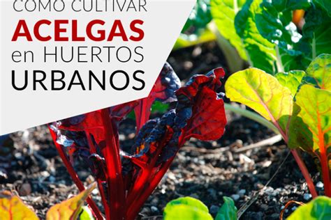 Cómo hacer un huerto urbano en casa Guía paso a paso PDF Huerto