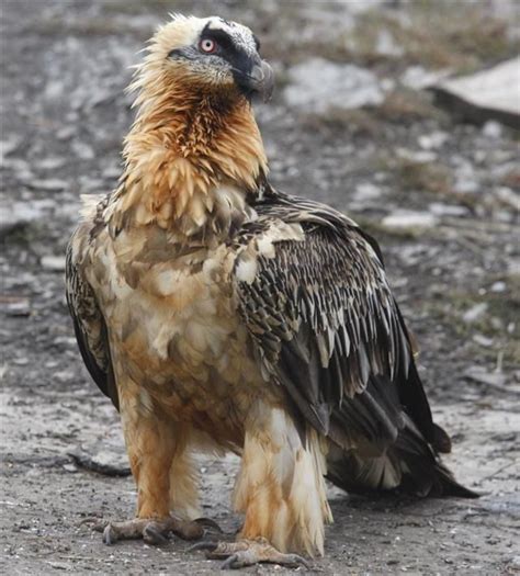 Different Types Of Vultures The Fascinating Avian Species Bird Eden