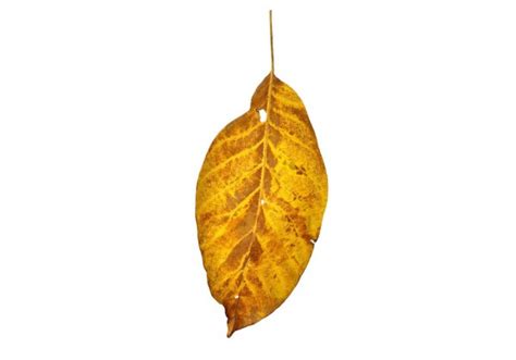 Stickers Muraux Feuilles Automne Le Monde Du Stickers Fr