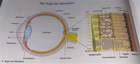Neurobiologie Das Auge Karteikarten Quizlet