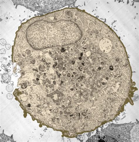 Prokaryotic And Eukaryotic Cells Under Microscope