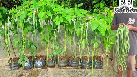 Cara Menanam Kacang Panjang Di Lahan Sempit Dari Semai Sampai Panen