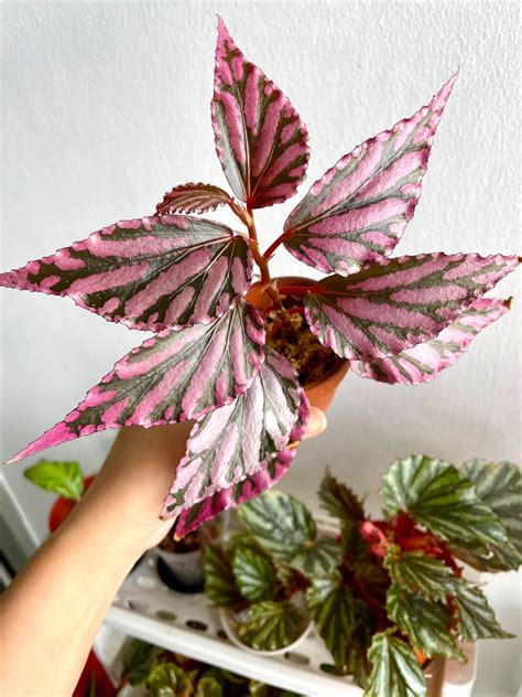 Begonia Julau Mother Plant Furniture Home Living Gardening