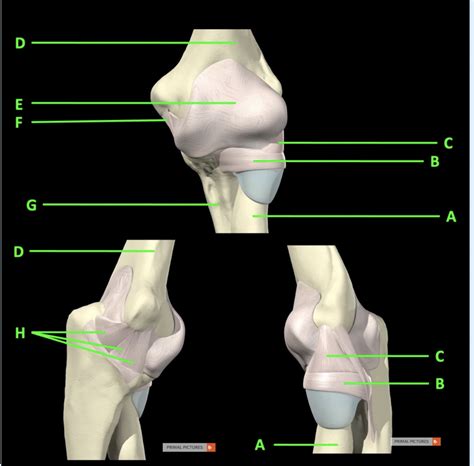 Elbow Ligaments Diagram Quizlet