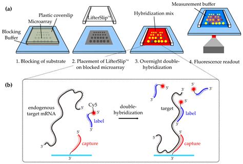 Microarrays Free Full Text A Double Hybridization Approach For The