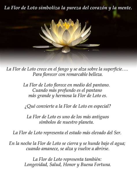 Flor De Loto Flor De Loto Flor De Loto Significado Loto