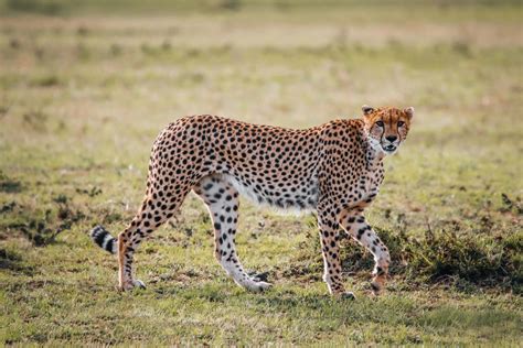 The Best 3 Day Serengeti And Ngorongoro Safari From Zanzibar