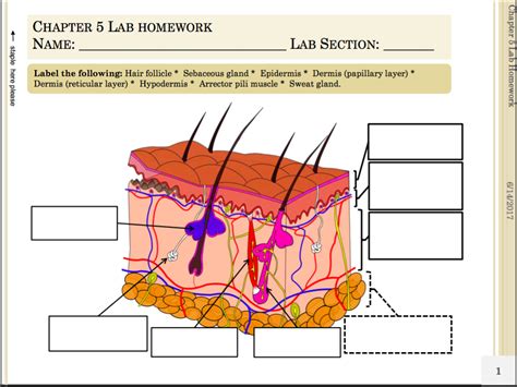 Chapter 5 Diagram 1 Of 4 Openstax Anatomy Physiology Diagram Quizlet