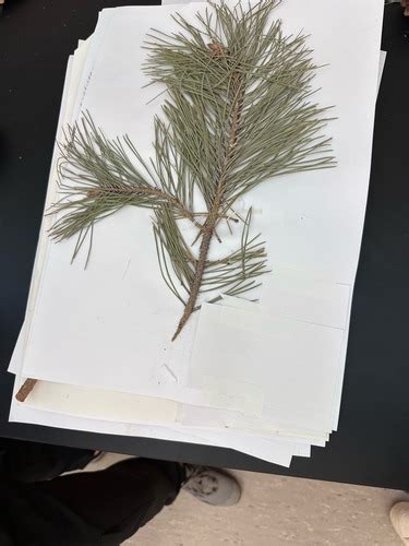 Lab 5 Seed Plants Flashcards Quizlet