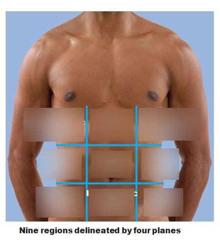 Nine Regions Of The Abdominopelvic Cavity Diagram Quizlet