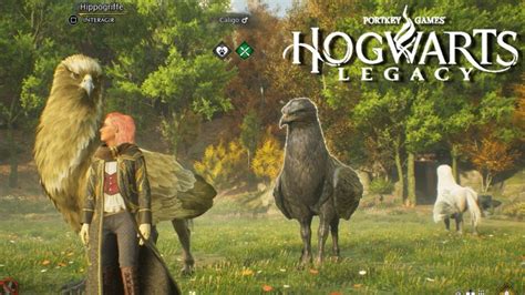 Hippogriffe Hogwarts Legacy Lieu De Capture Coloris Shiny Tout