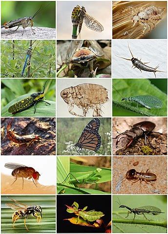 Beneficial Mutation Overview Examples Lesson Study
