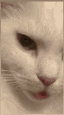 Cat Cat Discover Share Gifs