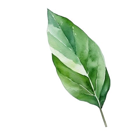 Elemento De Folha Verde Aquarela Png Folha Projeto Natureza Png