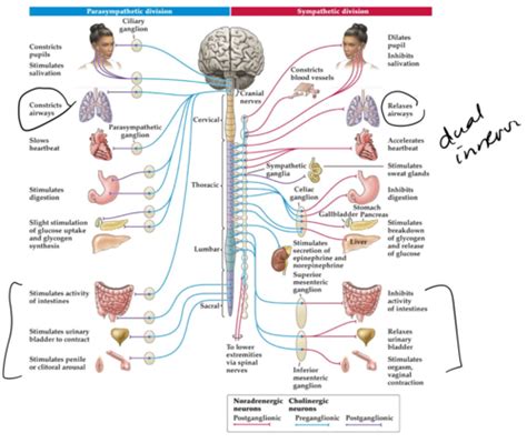 Autonomic Nervous System Flashcards Quizlet