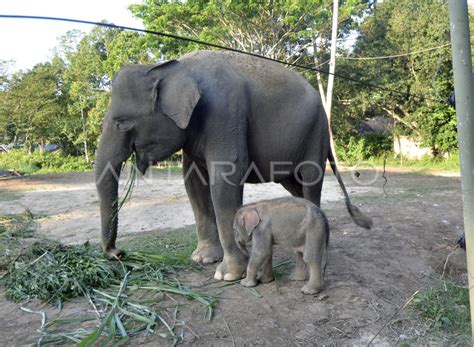 ANAK GAJAH SUMATERA LAHIR DI BALAI KONSERVASI LEMBAH HIJAU ANTARA Foto