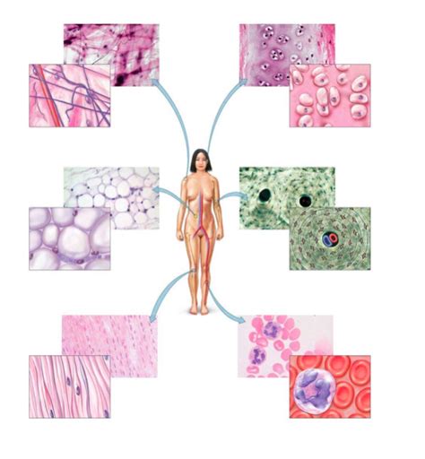 Specialized Connective Tissue