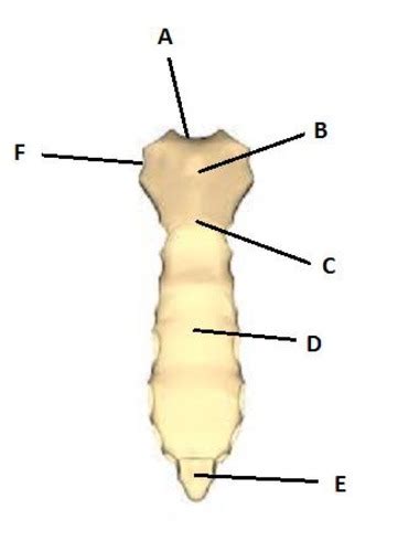 Bone Diagrams Flashcards Quizlet