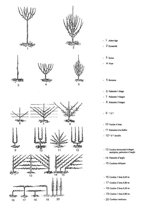 Taille Des Arbres Fruitiers Taille De Formation