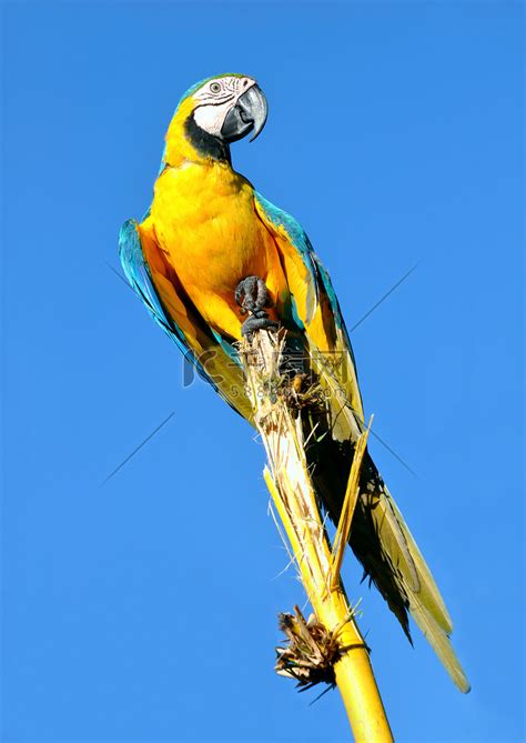 Ara Ararauna