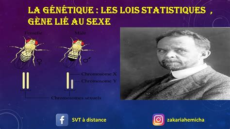 les lois statistiques dihybridisme exercice sur le cas d un gène lié