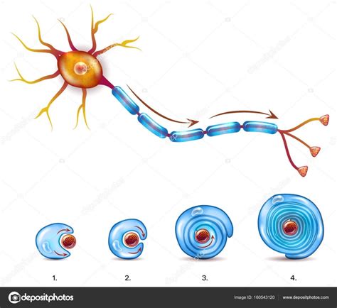 Anatomie Hersenen En Zenuwstelsel Diagram Quizlet