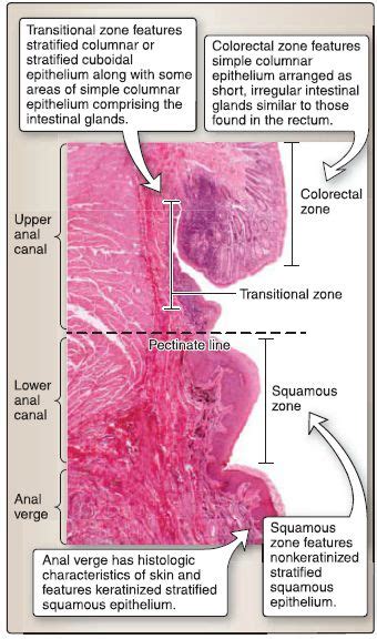 Pectinate Line Histology