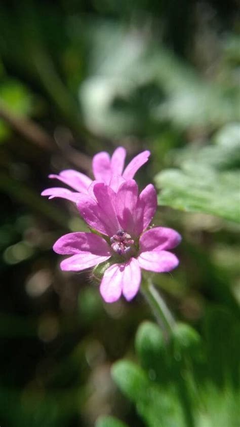 Geranium molle L Géranium mou Flore mondiale Pl ntNet identify