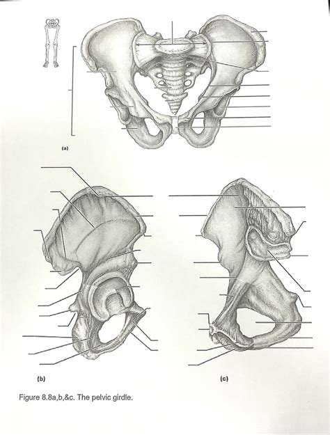 Pelvic Girdle Diagram Quizlet