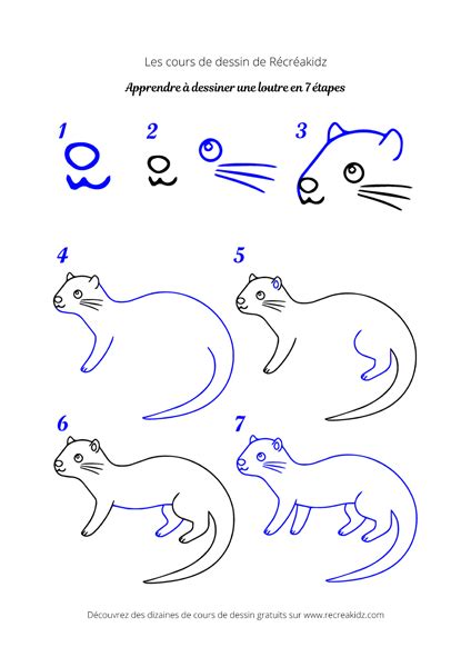 Comment dessiner une loutre Dessin loutre facile par étapes