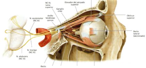 Nervios Del Ojo Homo Medicus