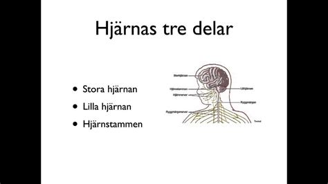 Nervsystemet Youtube