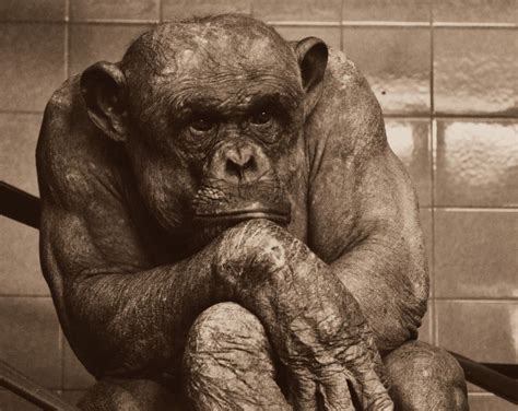 Close Up Jambo The Hairless Chimpanzee Youtube