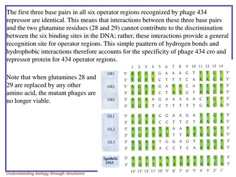 PPT Protein Nucleic Acid Interactions General Principles PowerPoint