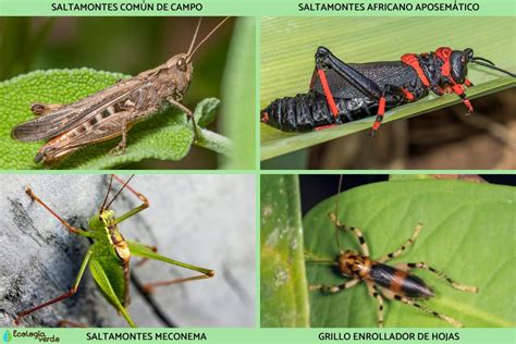 Insectos Voladores Tipos Y Nombres Con Fotos