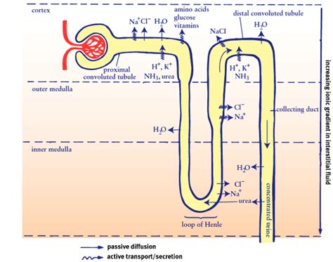 Draw A Well Labelled Diagram Of Nephron