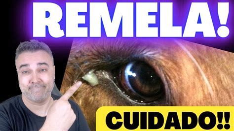 Cuidado Cachorro Remela Youtube