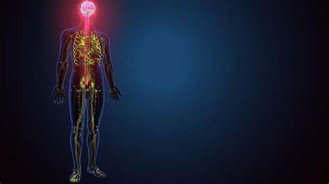 Illustration 3d Du Squelette Du Corps Humain Masculin Avec L Anatomie