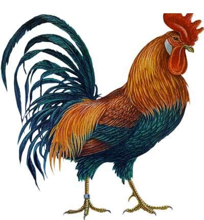 Como Desenhar Um Galo A L Pis Passo A Passo Tudo Sobre A Tatuagem