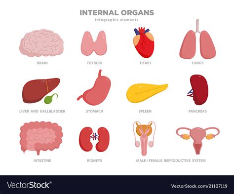 Cute Human Organs Cartoon Characters Royalty Free Vector