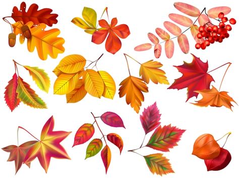 Hoja de otoño conjunto realista de hojas de otoño de arce follaje