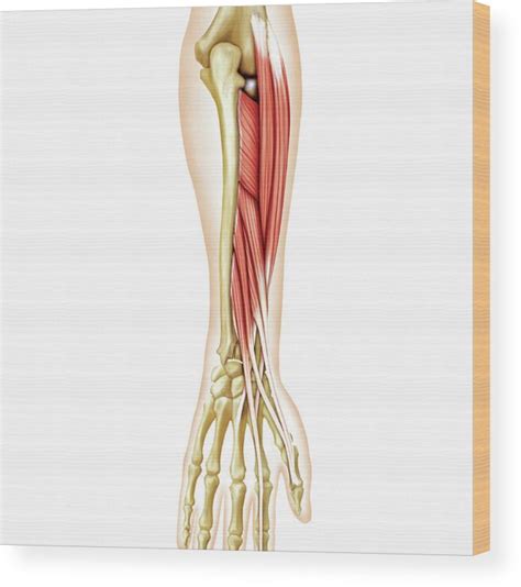 Deep Muscles Of Forearm 1 Wood Print By Asklepios Medical Atlas