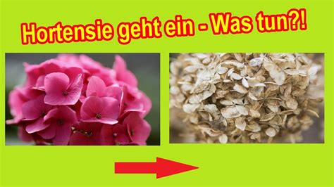 Hortensie Geht Ein Was Tun Kaputte Hortensien Retten Hortensie