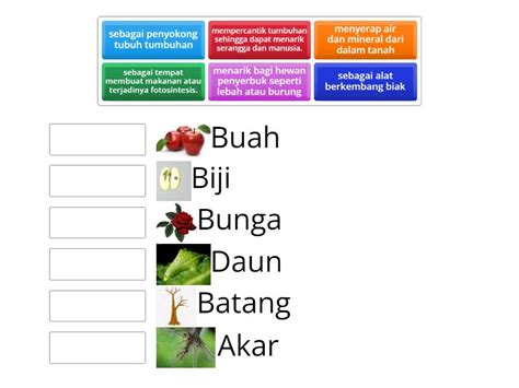 Bagian Tubuh Tumbuhan Dan Fungsinya Match Up