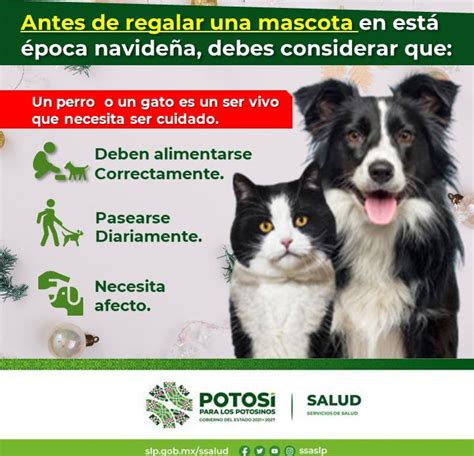 Antes De Regalar Debes Preguntar Las Mascotas Requieren Cuidados