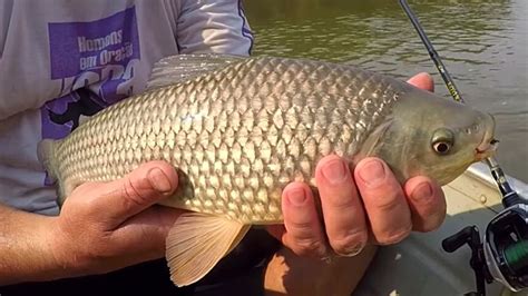 Piau U Peixe Da Fam Lia Dos Piaus